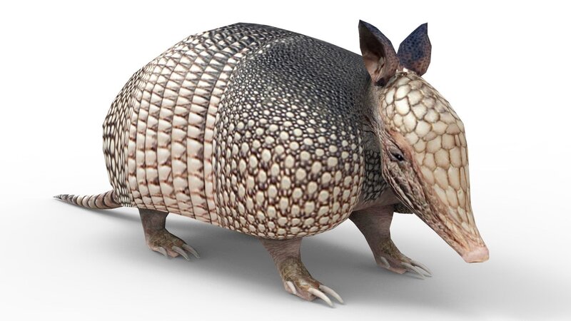 Armadillo 3D model