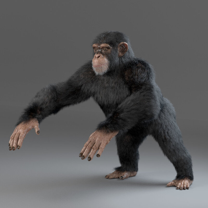 Chimpanzee Maya 3D model