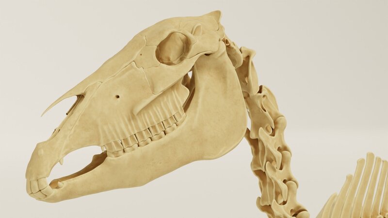 Horse Skeleton Accurate Anatomy 3D model