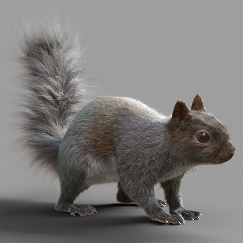 Squirrel Model in flight 3D model