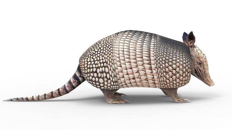 Armadillo 3D model