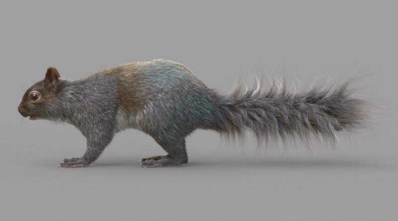 Squirrel Model in flight 3D model
