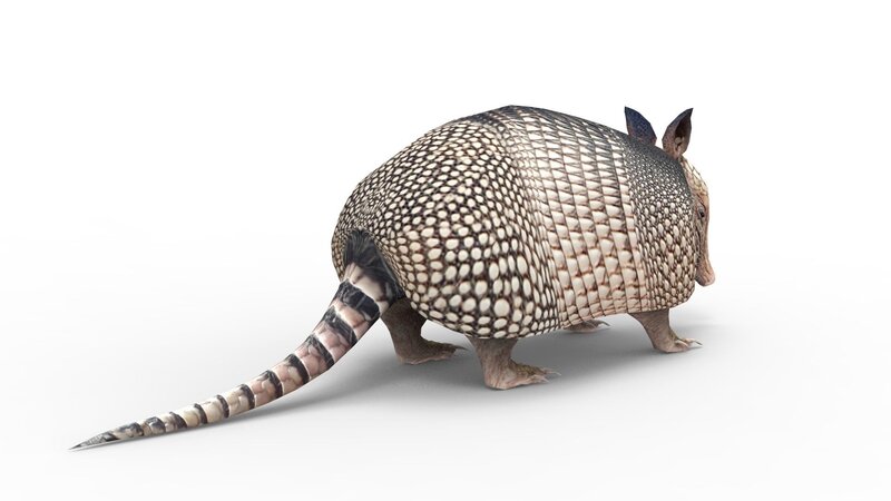 Armadillo 3D model