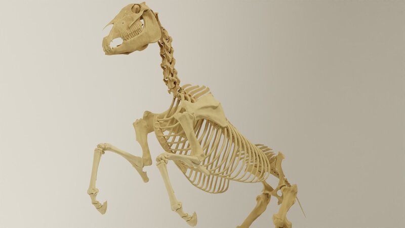 Horse Skeleton Accurate Anatomy 3D model
