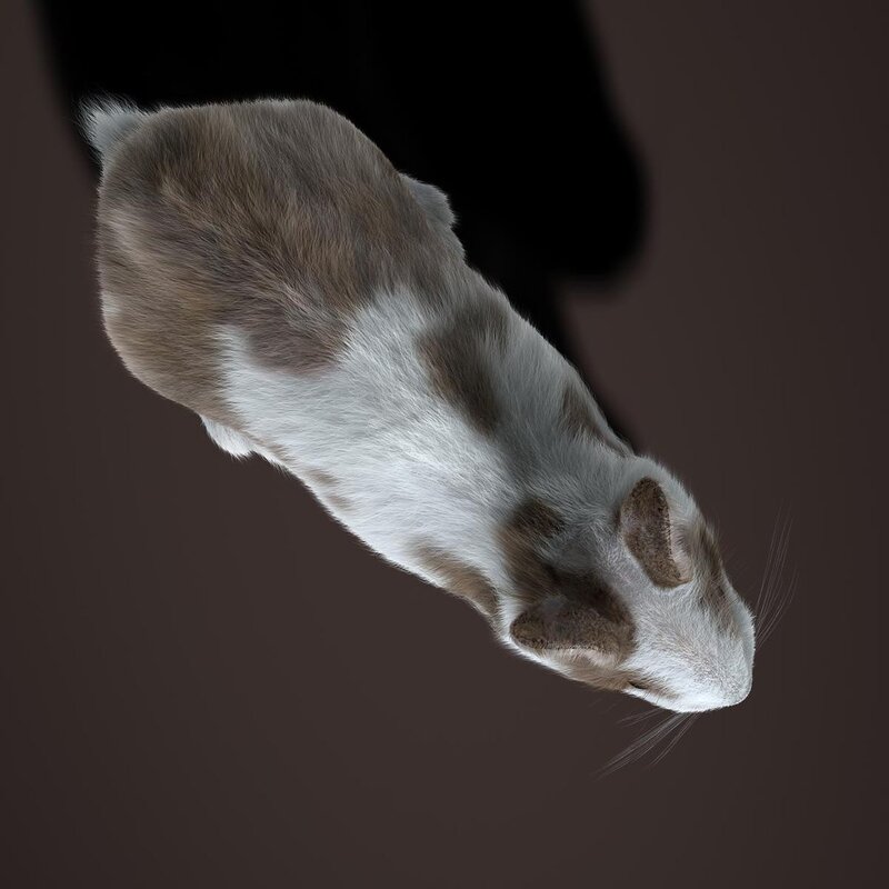 Rabbit Spotted (ANIMATED) (FUR)