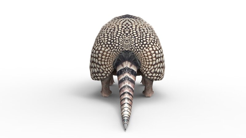 Armadillo 3D model