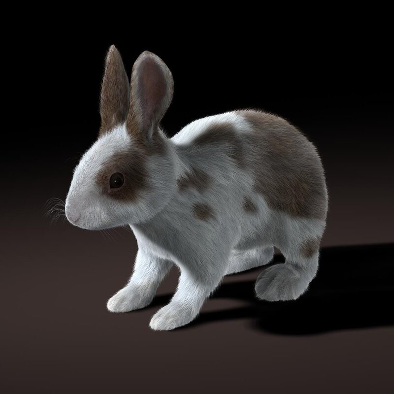 Rabbit Spotted (ANIMATED) (FUR)